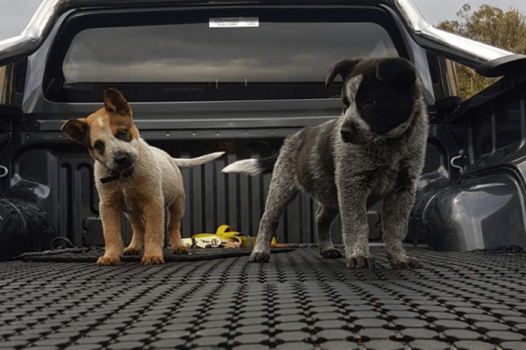 Deck Tread Mat | Geckotred